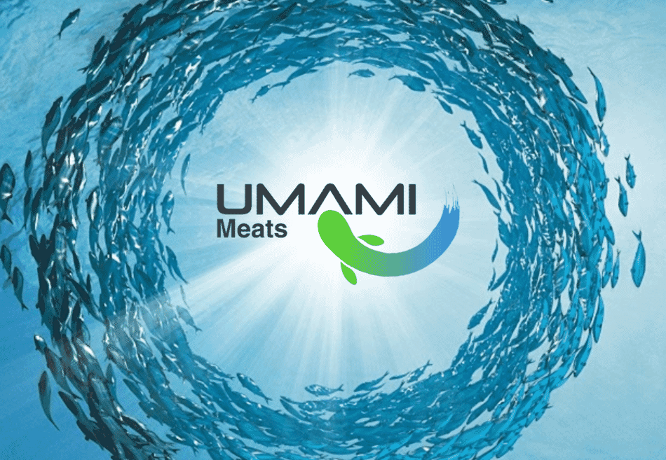 Umami Meats lands $2.4 million investment | The Fish Site