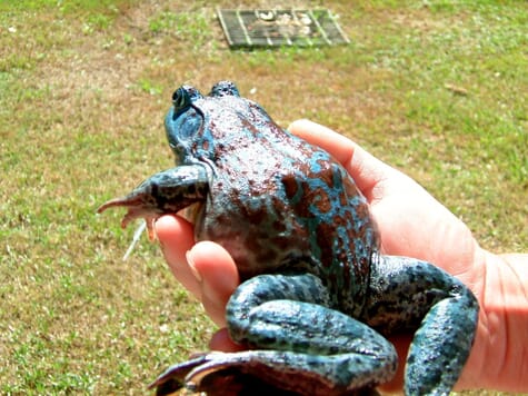 Amphibious aquaculture: why frog farming is set for success | The Fish Site