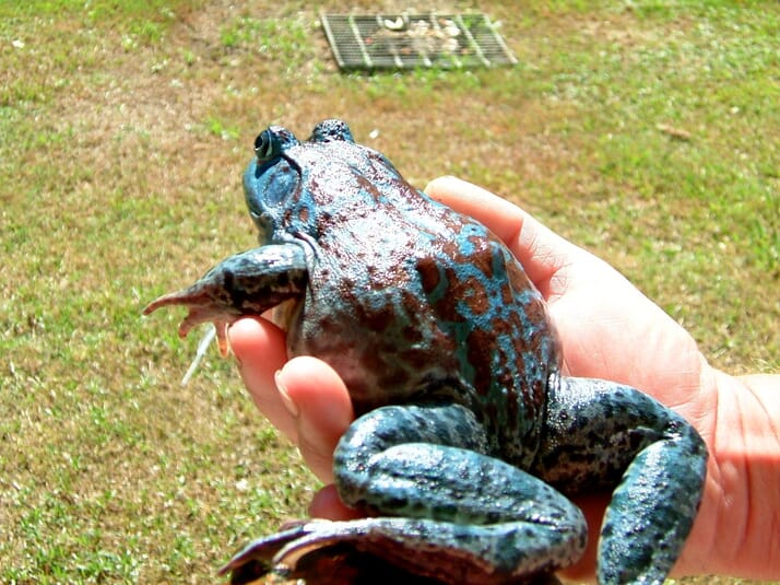 Amphibious aquaculture: why frog farming is set for success | The Fish Site