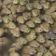 Amphibious aquaculture: why frog farming is set for success | The Fish Site