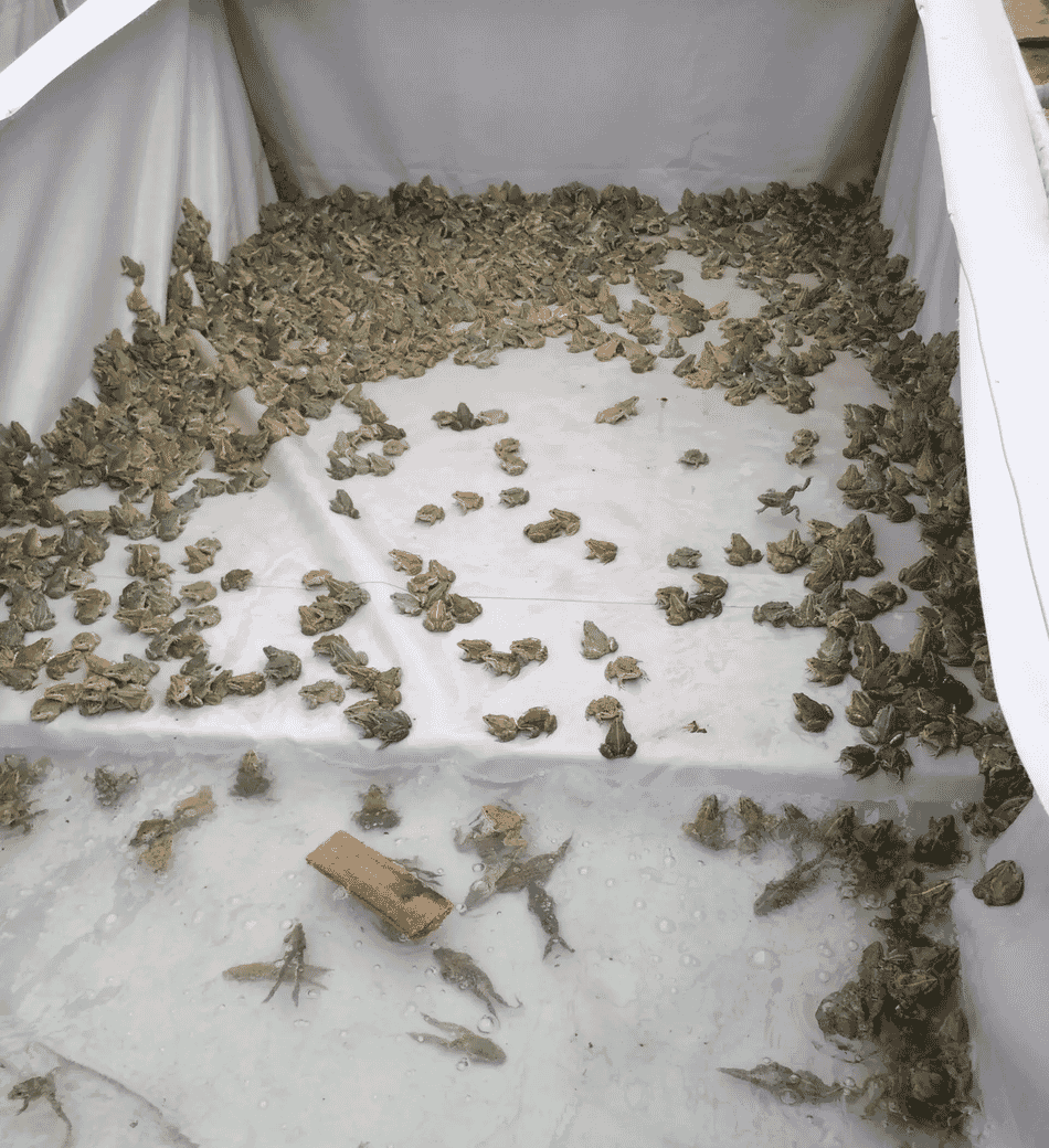 The Frenchman fighting back against frog imports | The Fish Site