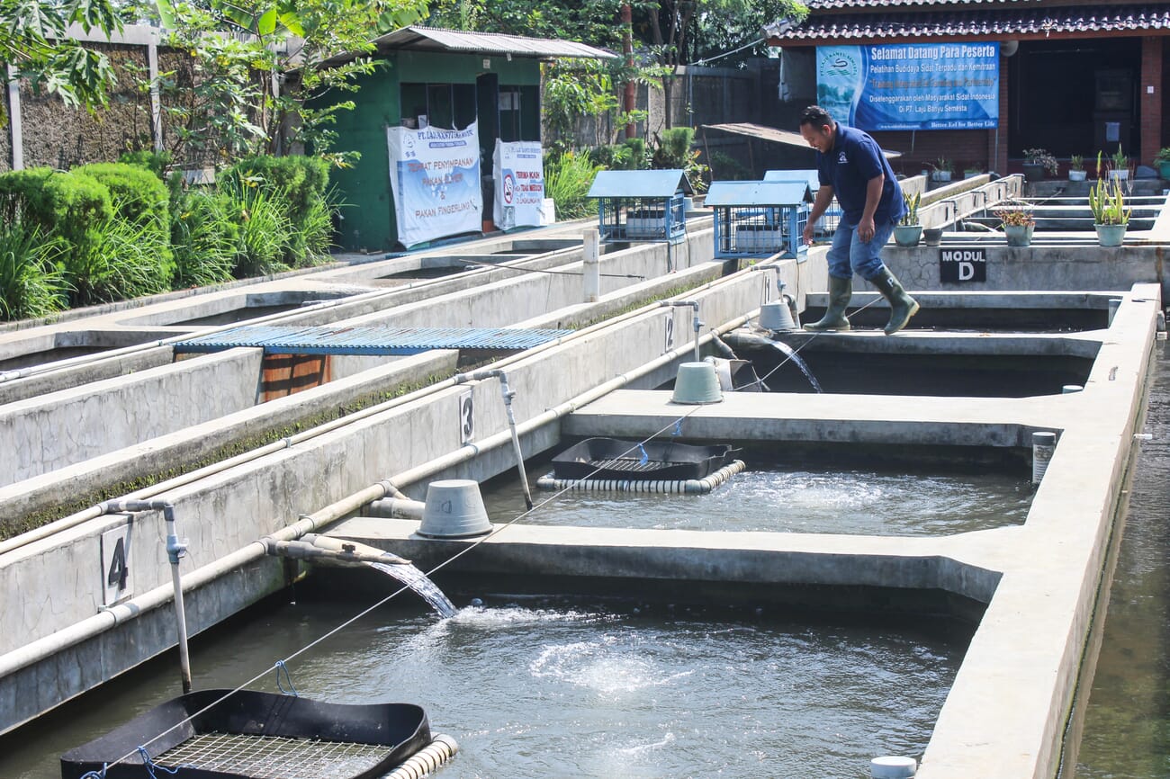 Could Indonesia’s fledgling eel farming sector be on the cusp of a ...