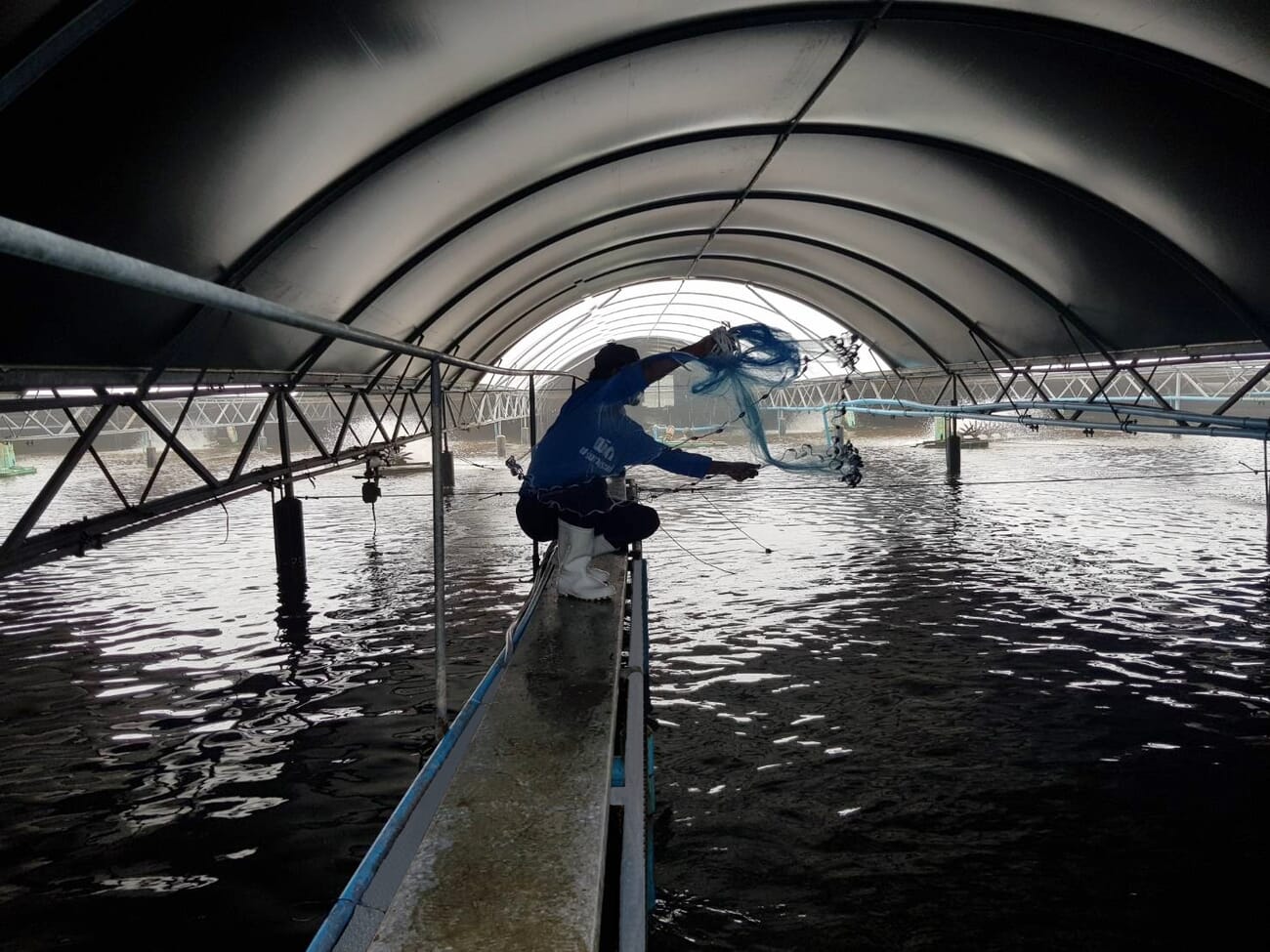 A seismic shift in shrimp farming | The Fish Site