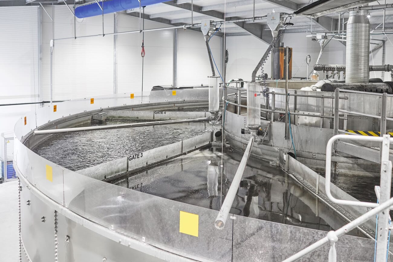 What shrimp farming model is going to ensure long-term success? | The ...