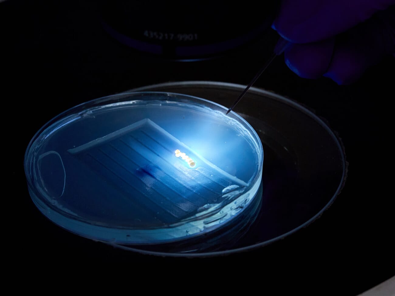 New form of CRISPR offers fresh gene editing options for aquaculture ...