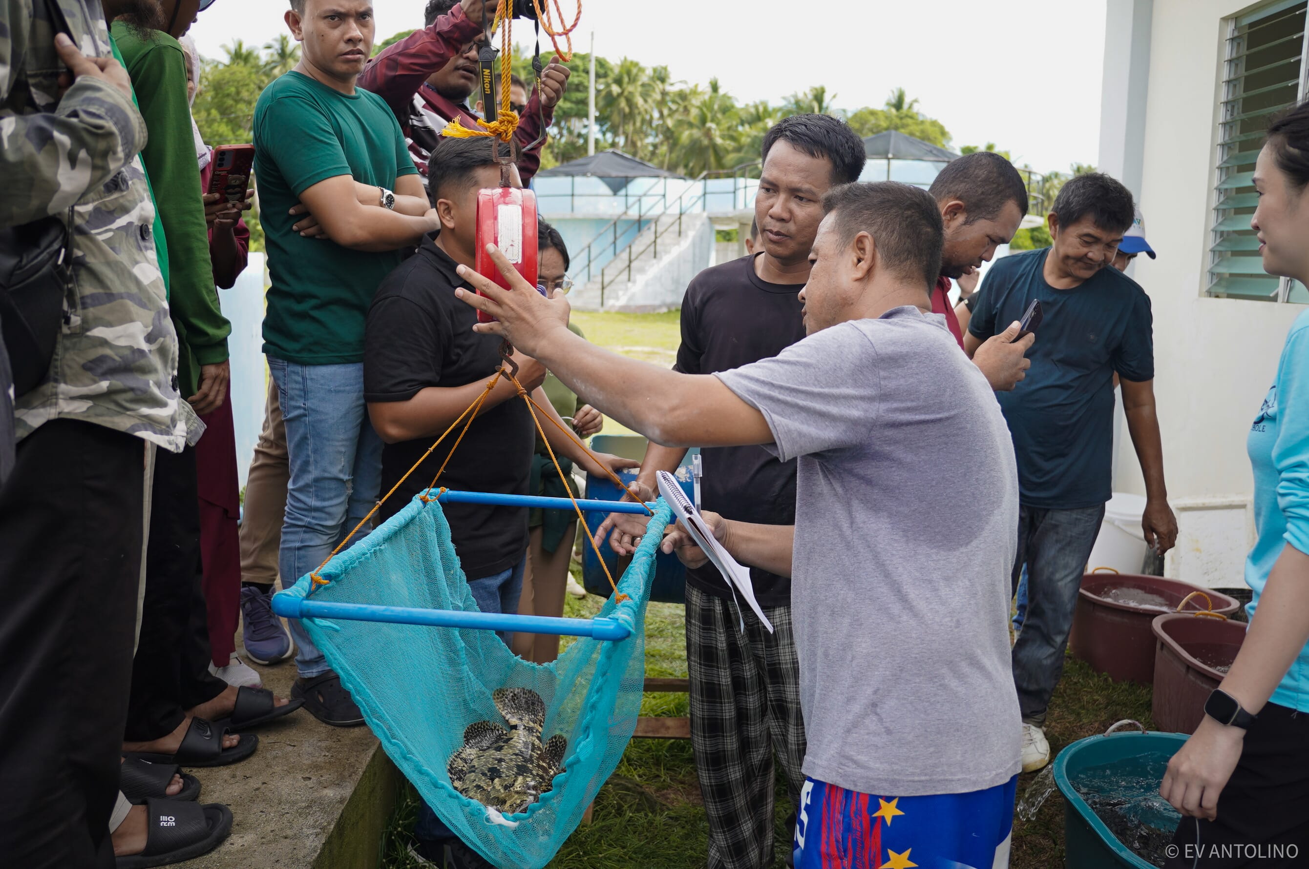 Philippines promotes grouper farming for Tawi-Tawi's fisheremen | The ...