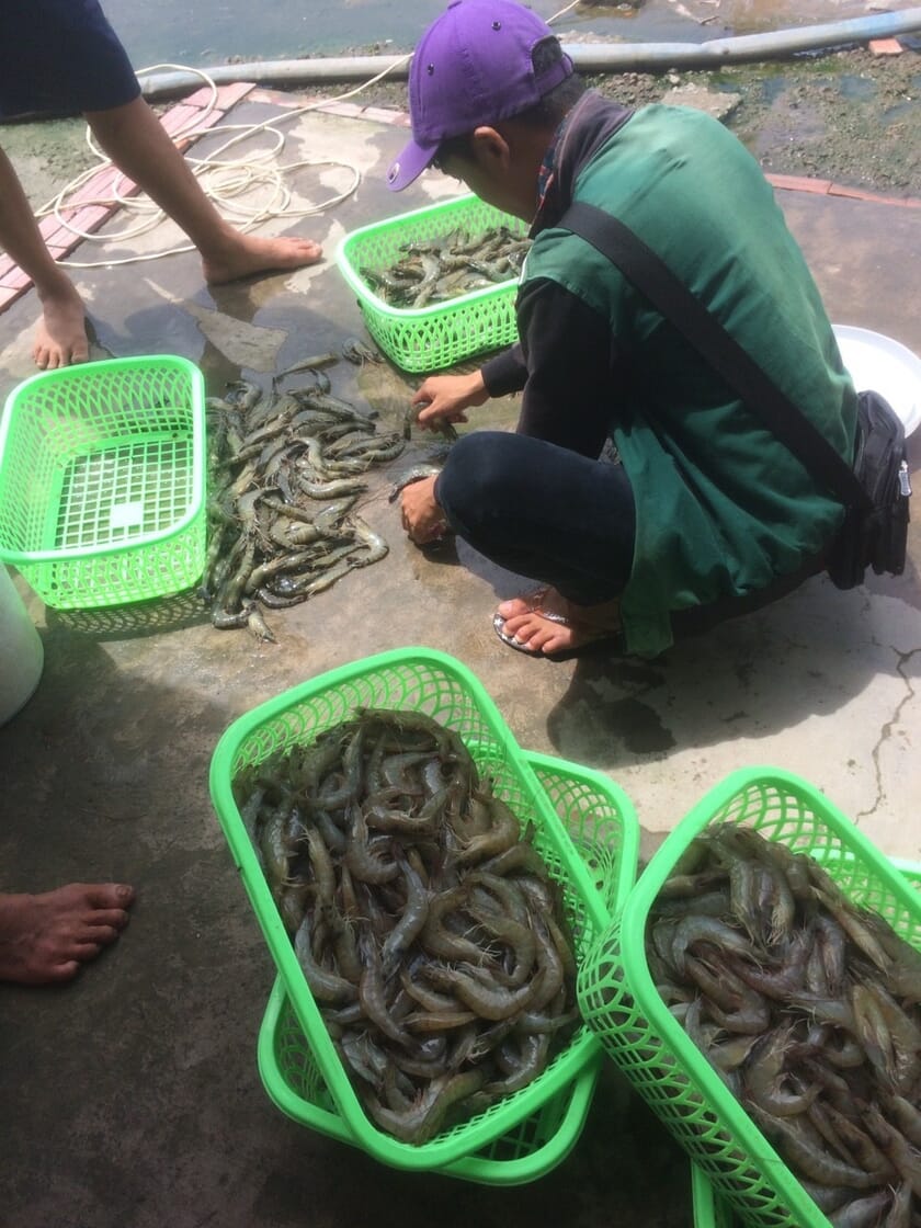 Aquaculture in action: reducing the need for feed | The Fish Site