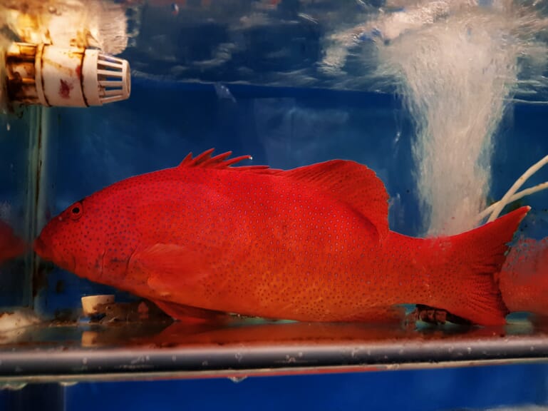 Super grouper: advances in RAS production in Asia | The Fish Site