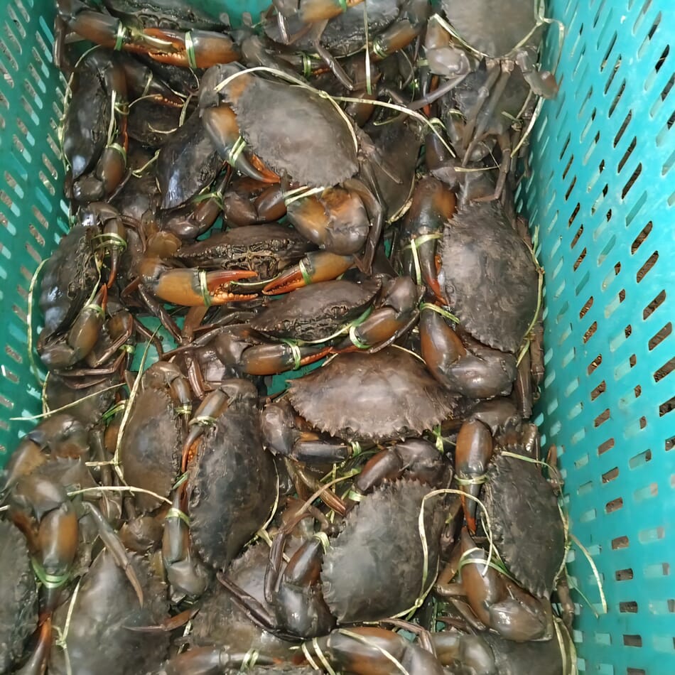Can mud crabs clean up Indonesia's failed shrimp farms? | The Fish Site