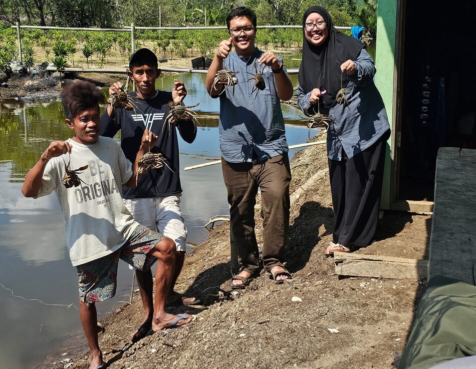 Can mud crabs clean up Indonesia's failed shrimp farms? | The Fish Site