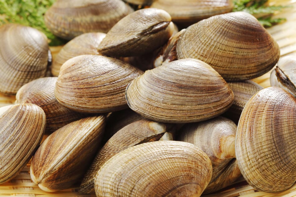 £3m project seeks to bolster Asian bivalve farming sustainability | The ...