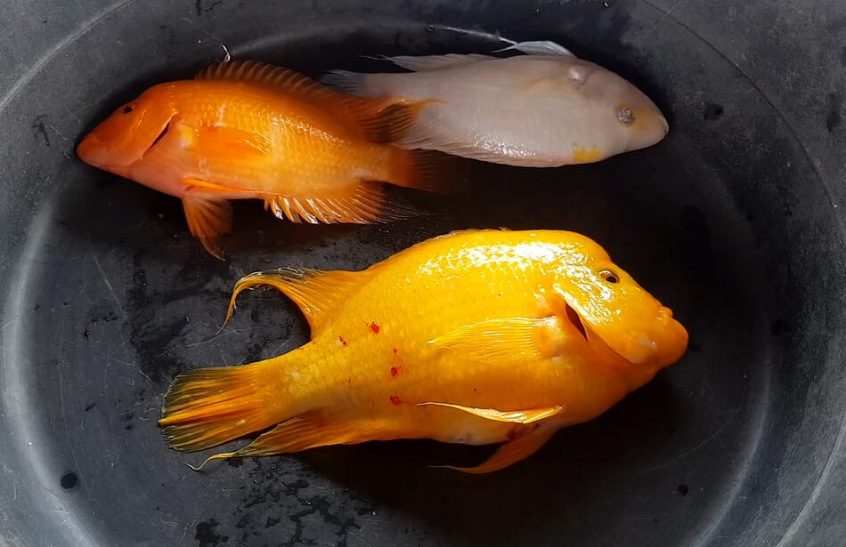 Turning invasive fish into a golden opportunity | The Fish Site