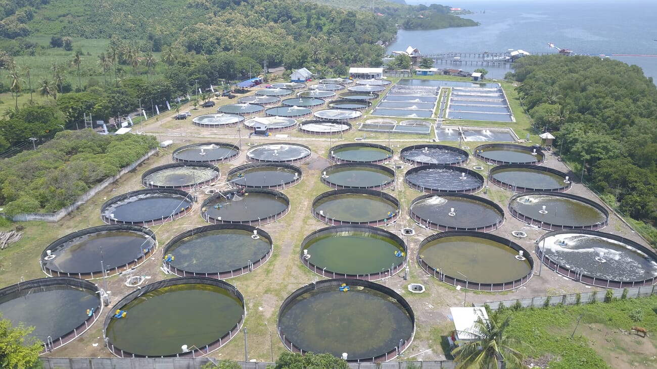 The advantages of employing a shrimp nursery system | The Fish Site