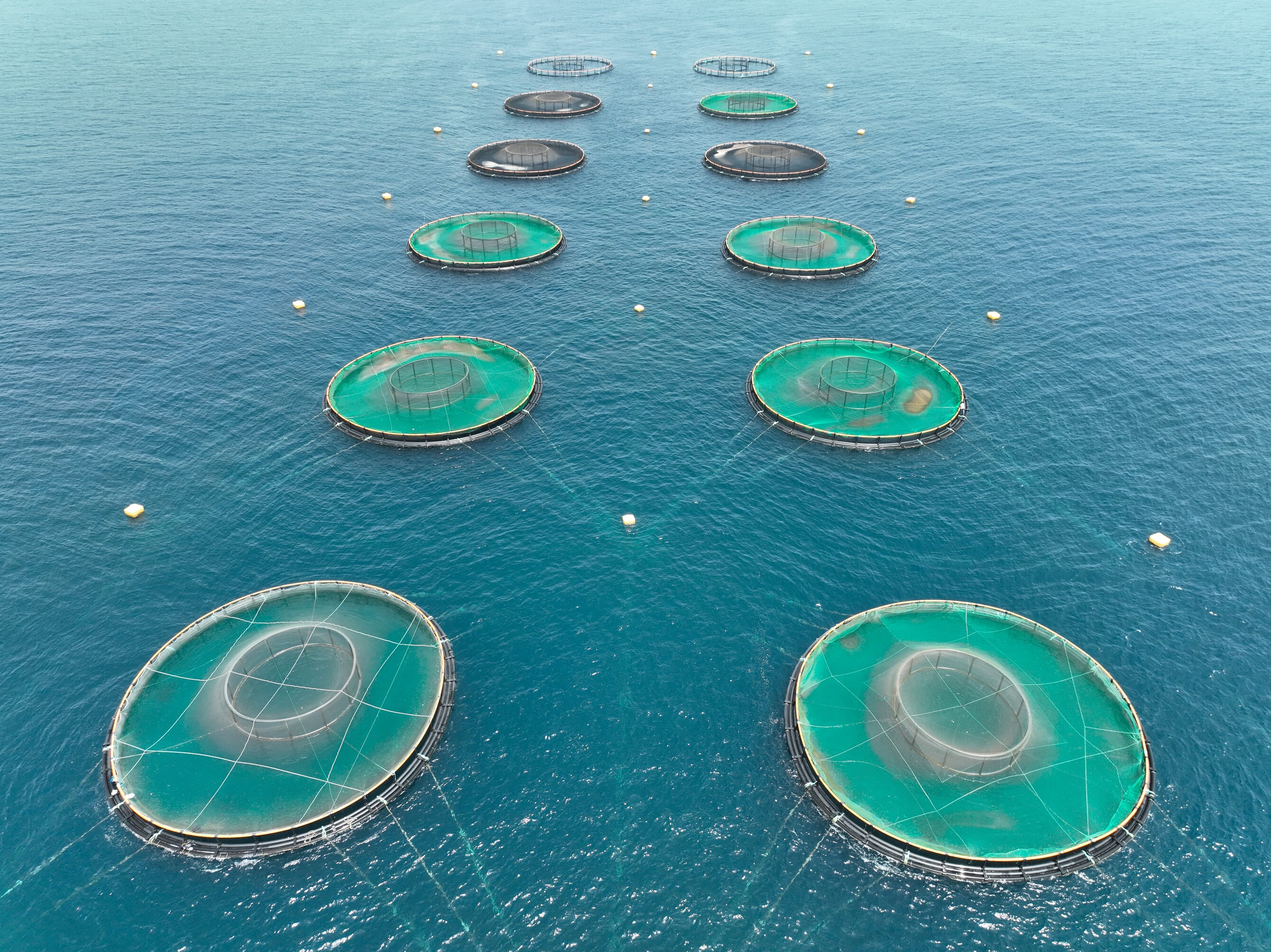Omega Farm: taking an alpha role in Middle Eastern aquaculture | The ...