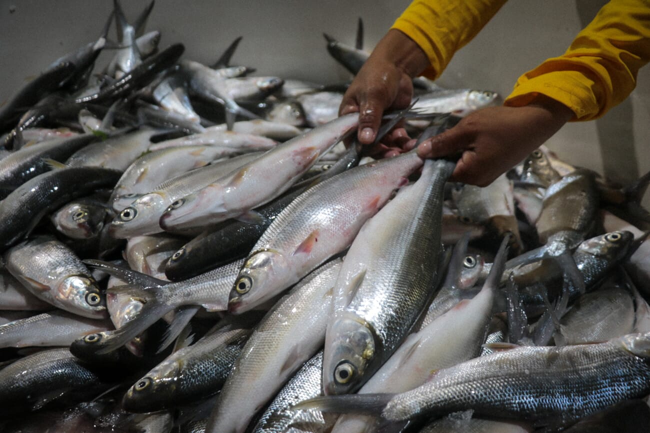 SEAFDEC succeeds in shortening milkfish grow-out time | The Fish Site