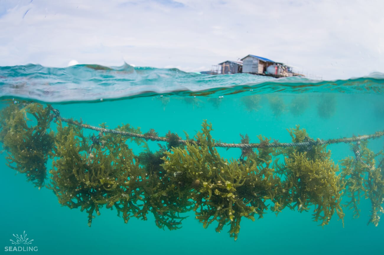 How small-scale seaweed farmers can have a huge impact | The Fish Site