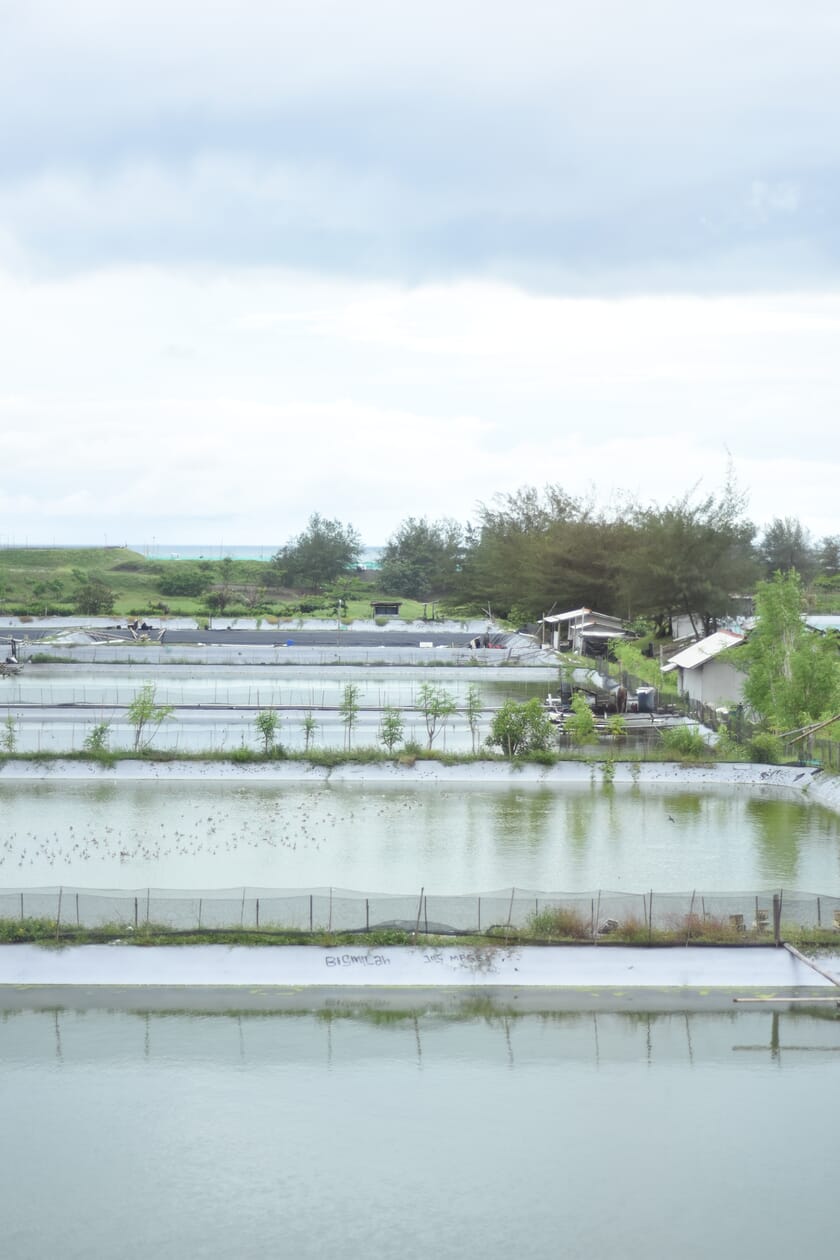How shrimp farmers in Indonesia are navigating current challenges | The ...