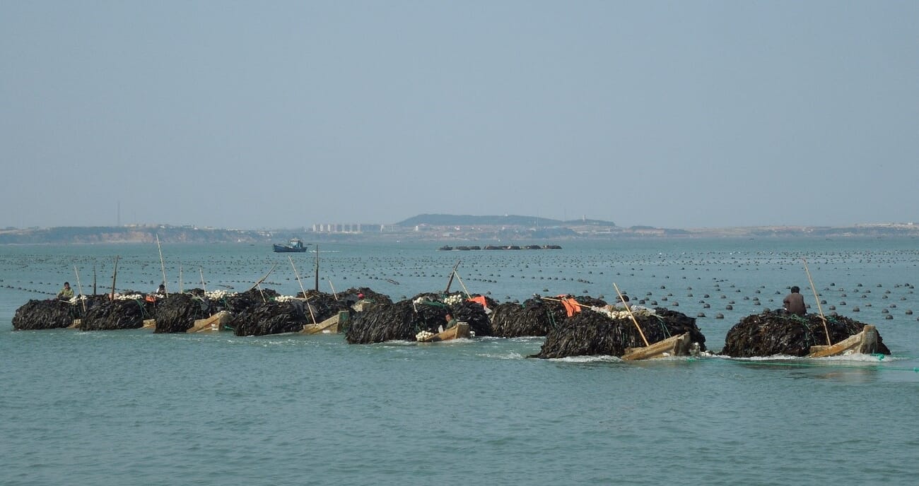 Lessons from China: the future of IMTA | The Fish Site