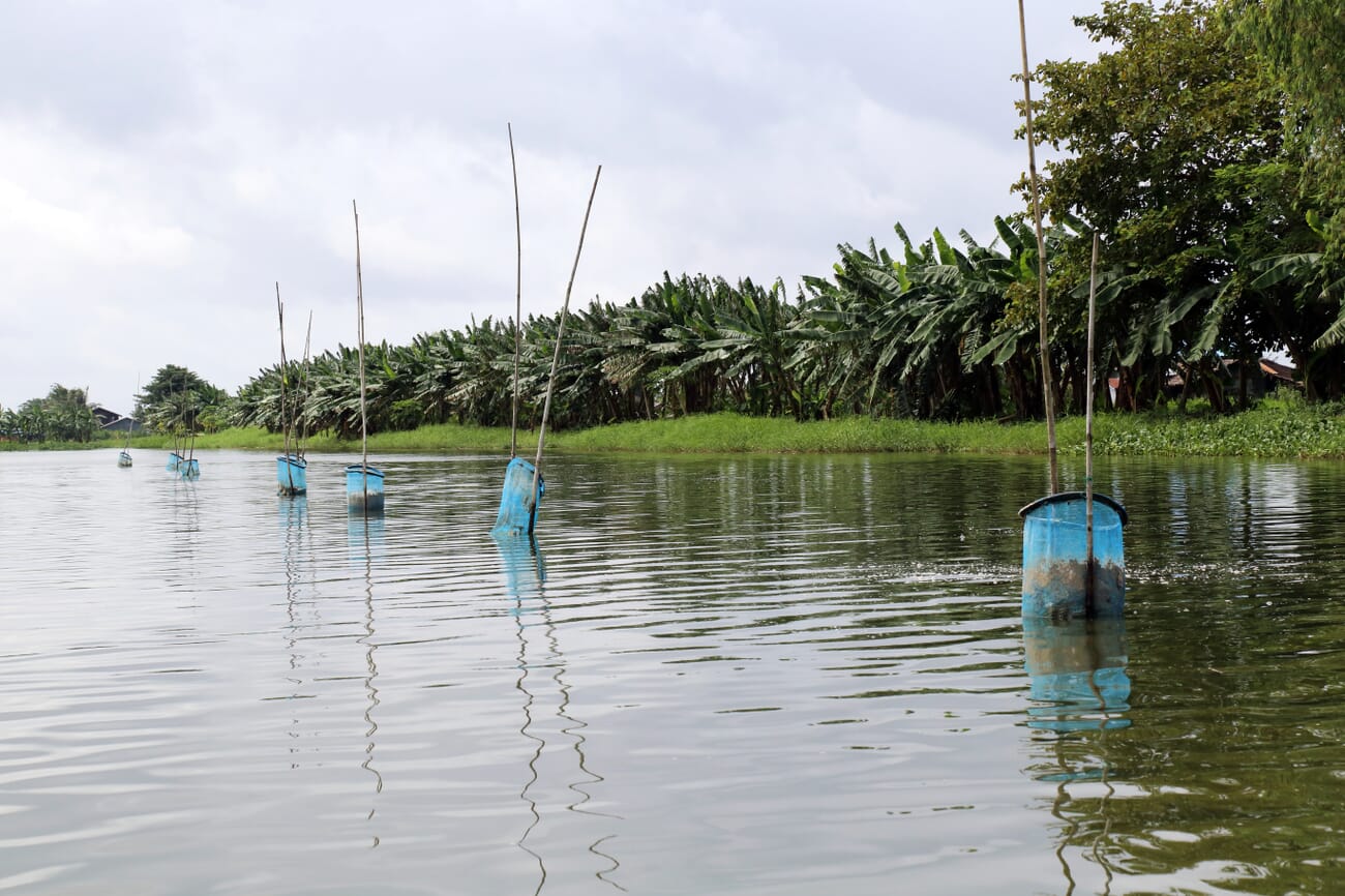 The future of fish farming in Myanmar | The Fish Site