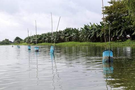 The future of fish farming in Myanmar | The Fish Site