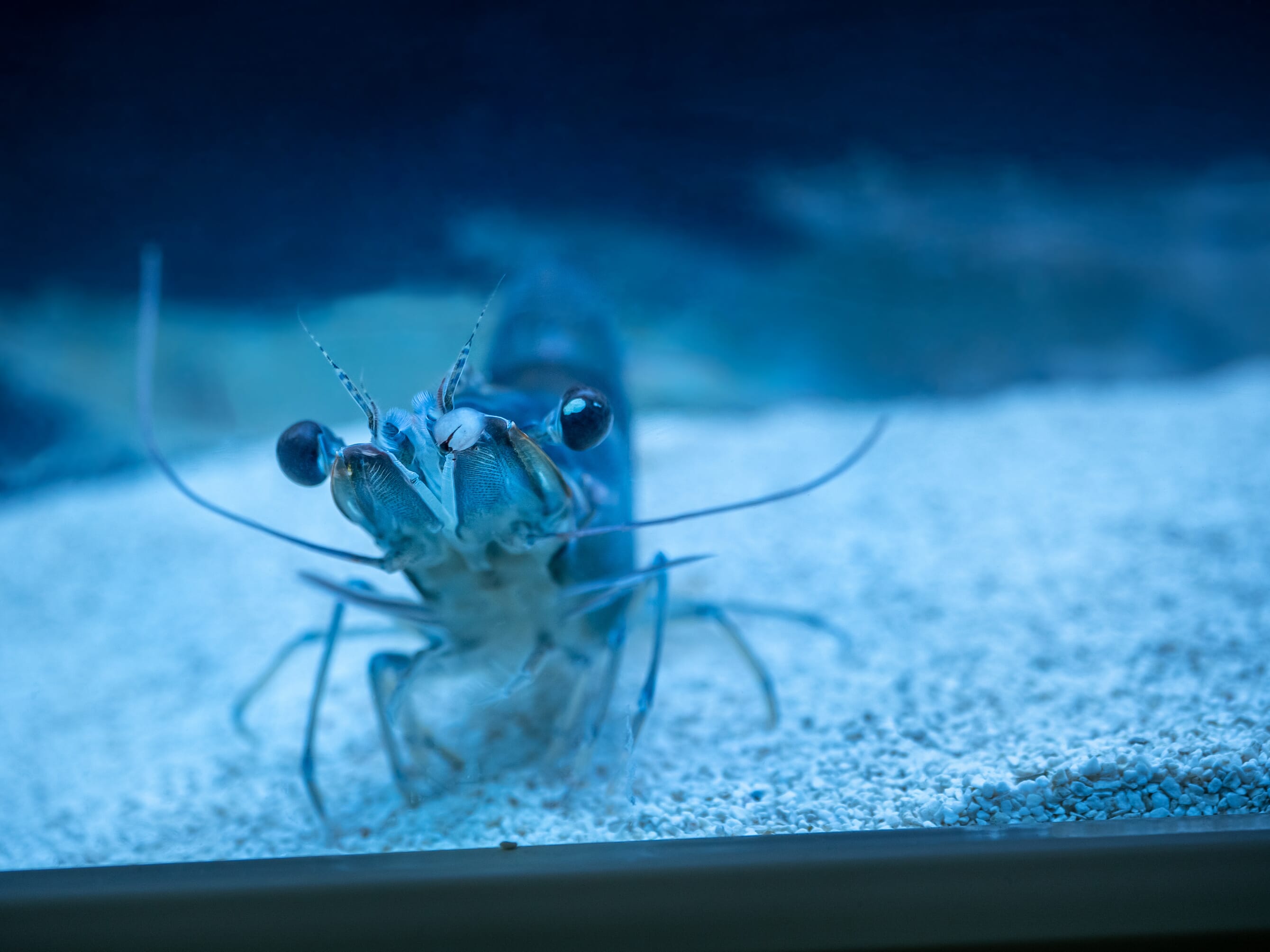 Can genetic improvements help to ease economic pressure on the shrimp ...