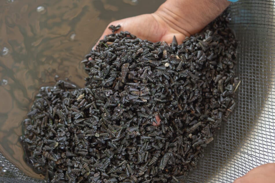 Can pestilent snails supplement pompano diets? | The Fish Site