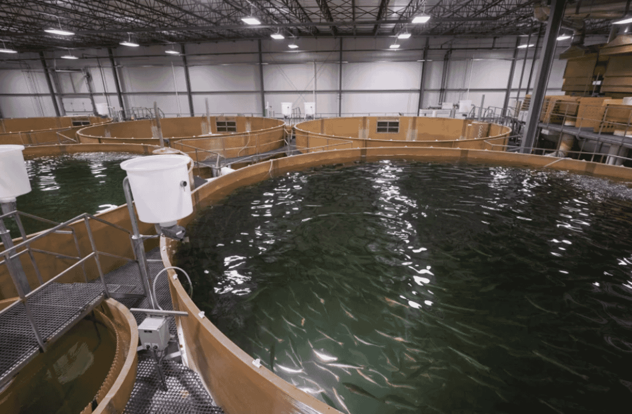 FDA puts AquaBounty’s genetically engineered salmon back under the ...