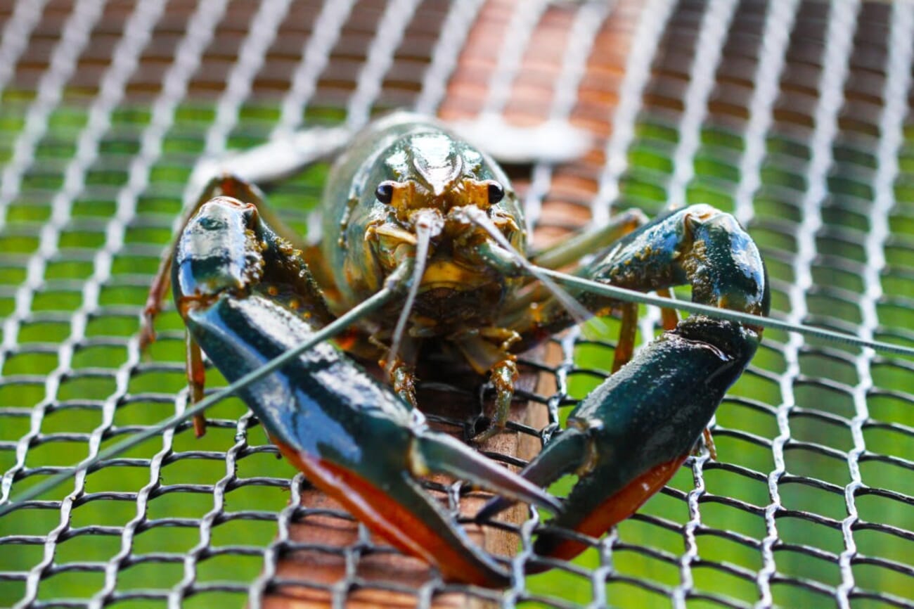 The Singaporean firm that aims to transform Asia's crayfish sector ...