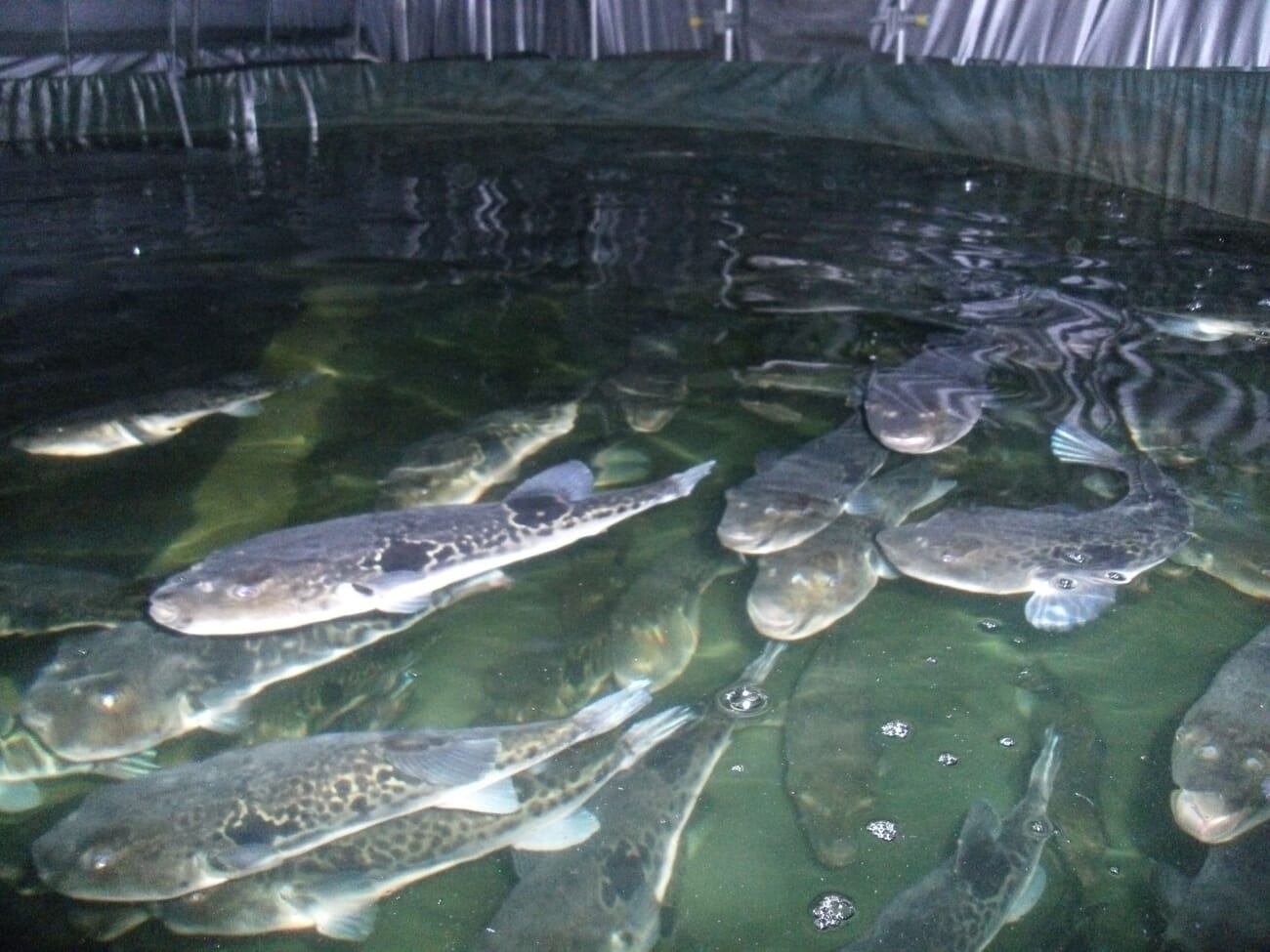 Holy grail or poisoned chalice? Fugu farming in Japan | The Fish Site