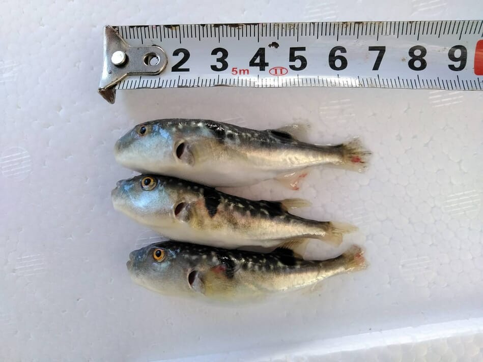 Holy grail or poisoned chalice? Fugu farming in Japan | The Fish Site
