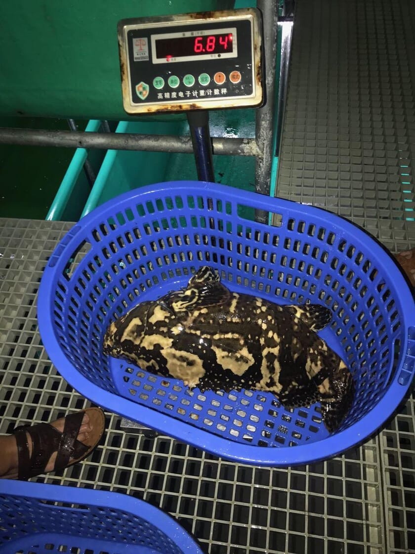 Super grouper: advances in RAS production in Asia | The Fish Site