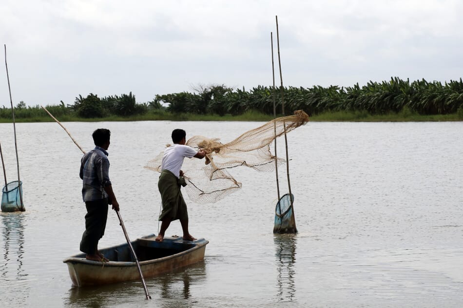 The future of fish farming in Myanmar | The Fish Site