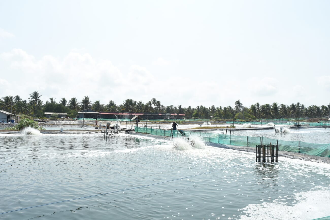 A shrimp farmers' guide to certification | The Fish Site
