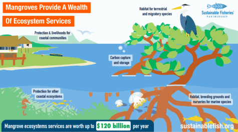 Shrimp farming can help regenerate mangroves | The Fish Site