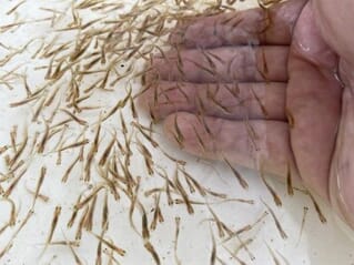 Experts push farming of the “world’s most edible fish” | The Fish Site