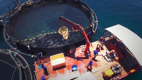 Oceanpick celebrates a decade in Sri Lanka | The Fish Site