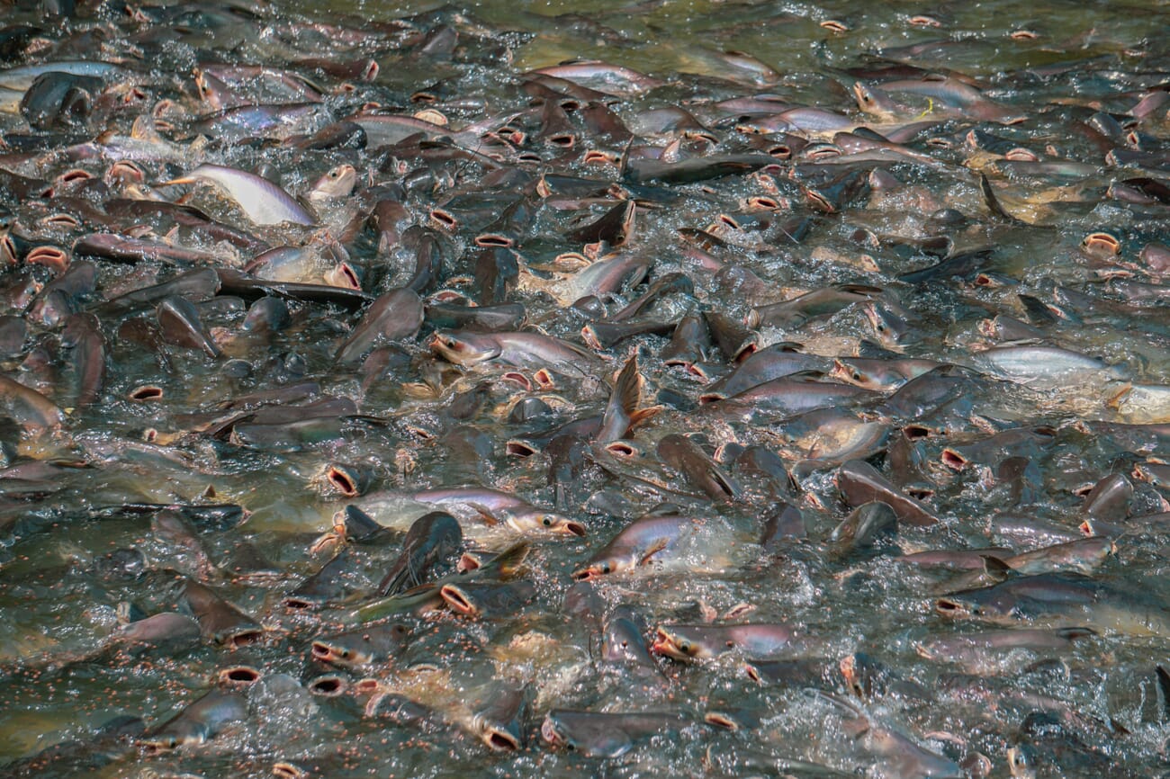 Can Bangladesh’s pangasius sector comply with sustainability ...