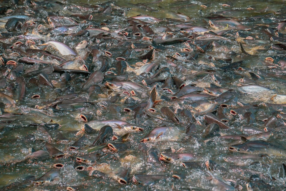 Can Bangladesh’s pangasius sector comply with sustainability ...