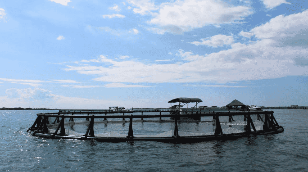 The app that's helping a new generation of Filipino fish and shrimp ...