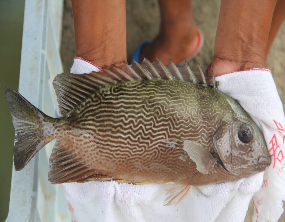 How a Filipino scientist is making headlines by culturing marine ...