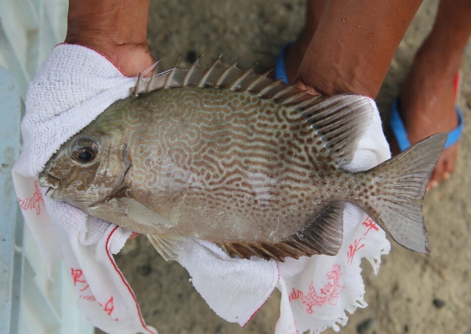 Bahrain to ramp up aquaculture production | The Fish Site