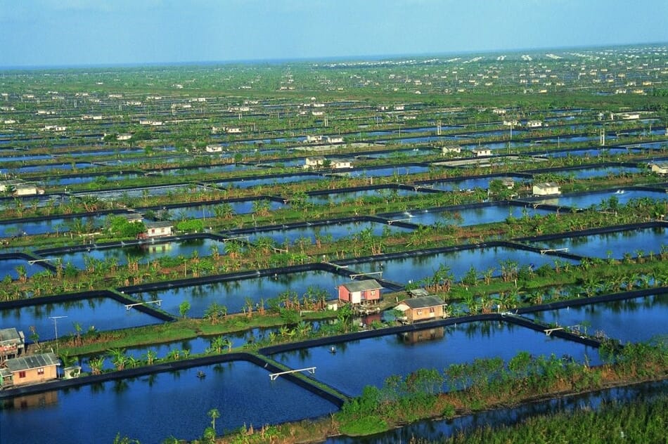 How shrimp farmers in Indonesia are navigating current challenges | The ...