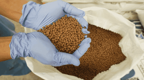 The benefits of bakers’ yeast extend beyond growth promotion | The Fish ...