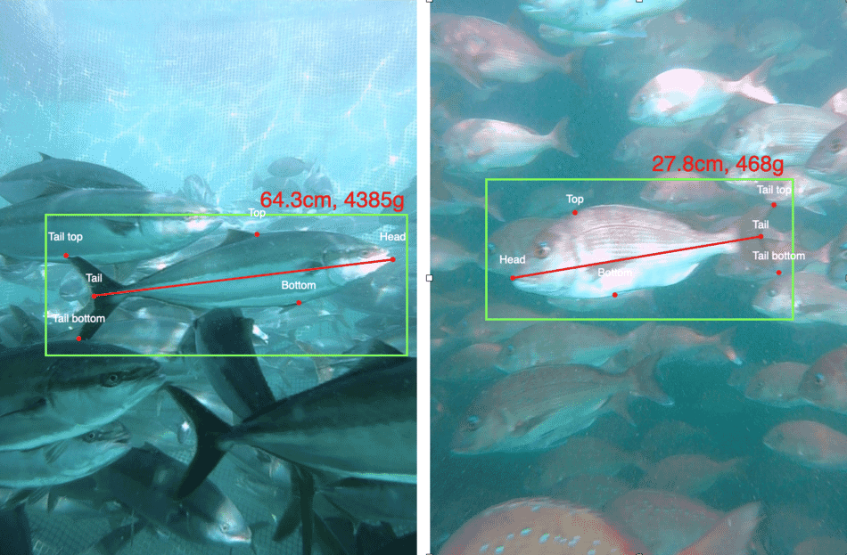 Umitron launches automatic fish measuring system | The Fish Site