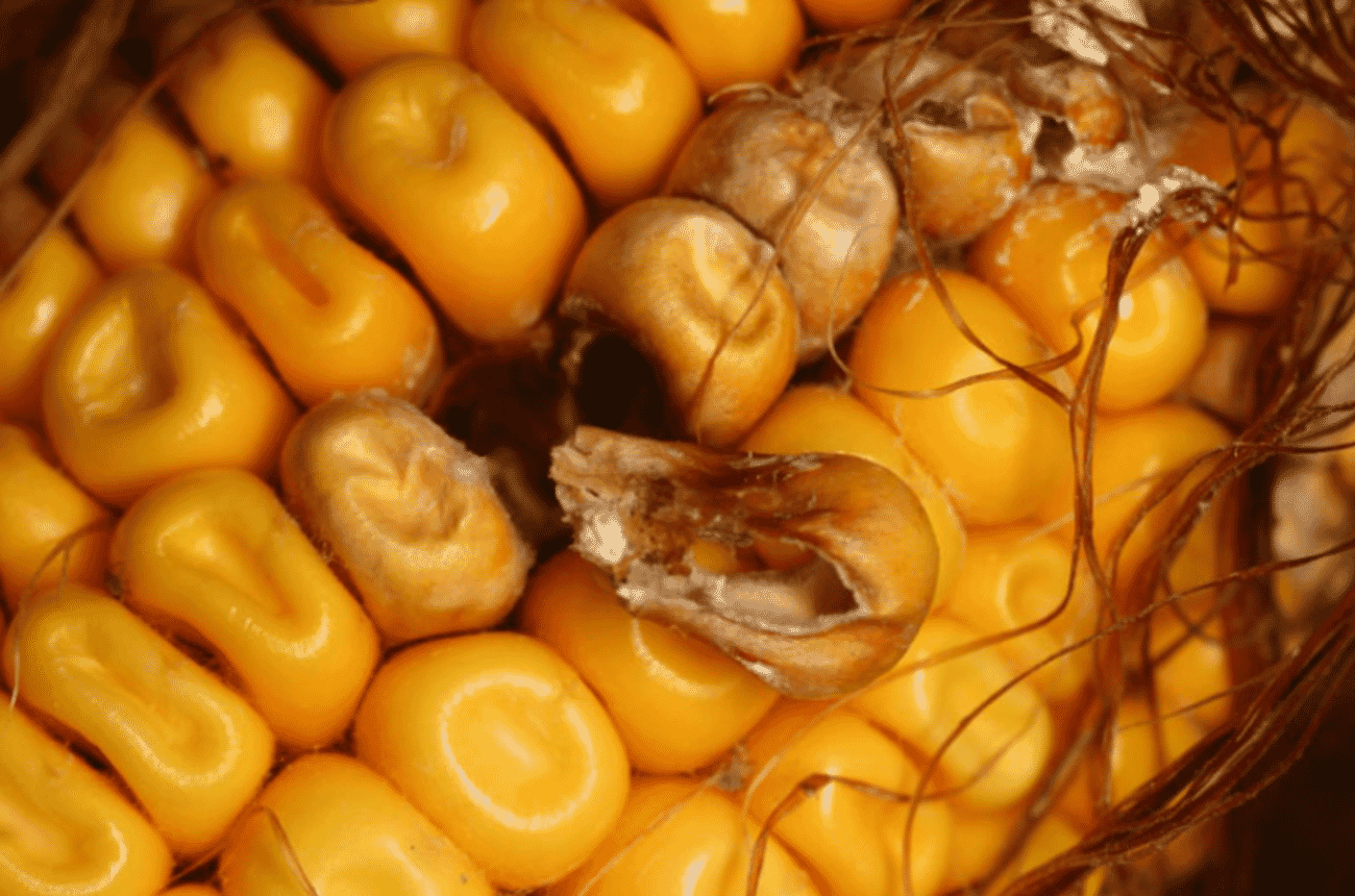 Fusarium mycotoxins continue to be the main threat to Southeast Asian ...