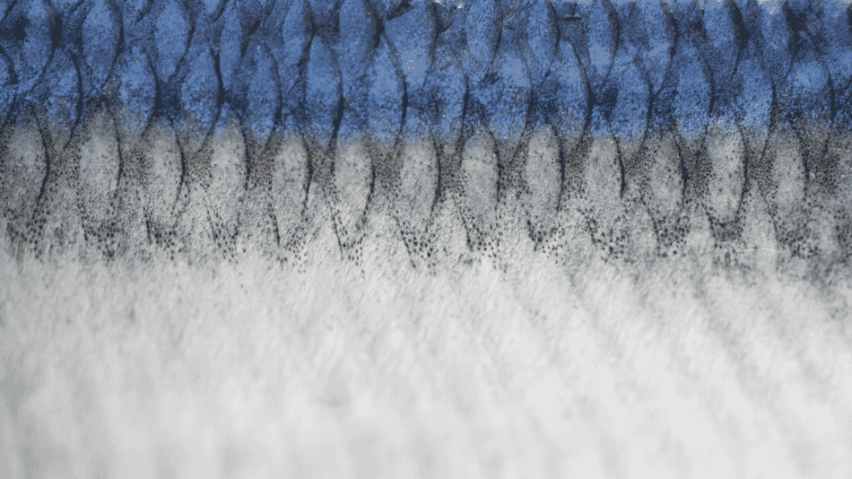 Why aquafeed firms and salmon retailers have the whiting blues | The ...