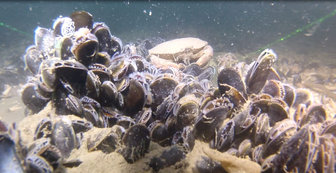How mussel farms can boost biodiversity | The Fish Site