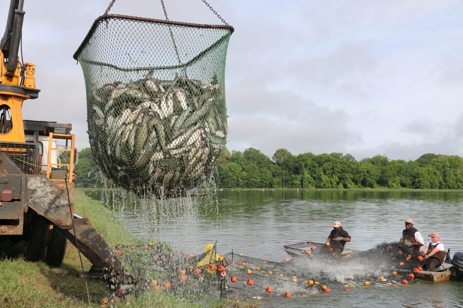 Feed ingredients and feeds for channel catfish | The Fish Site