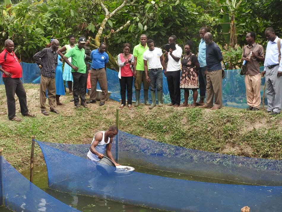 Could catfish oust tilapia as Ghana’s favourite farmed fish species ...