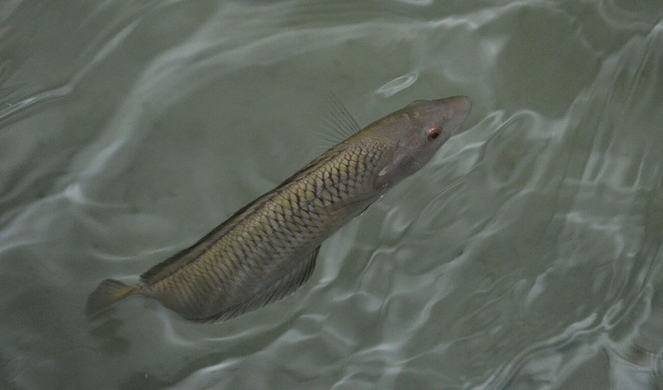 A clean break for Chilean aquaculture | The Fish Site